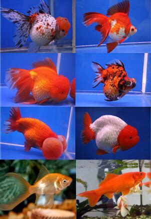 Aquarium And Fish Care Different Types Of Goldfish