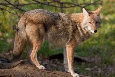 Coyote Pest Information And Prevention Tips