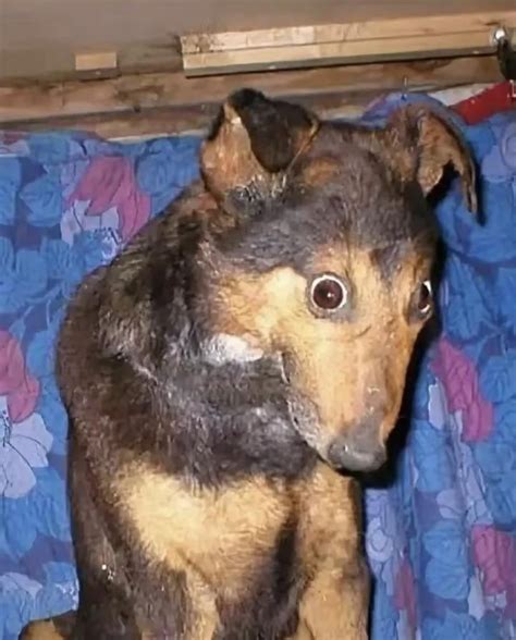 This Failed Taxidermy Of A Dog Rwtf