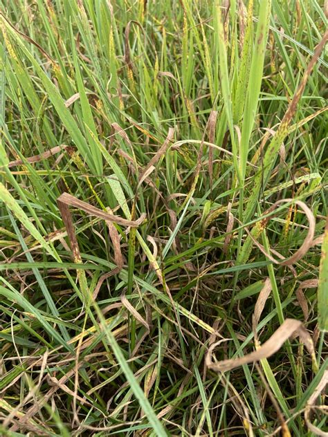 Whats Wrong With This Grass The Farming Forum