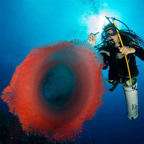 Pyrosome Seen In Akumal Waters A What Akumalnow