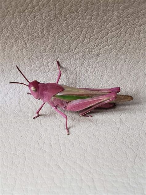 Shiny Grasshopper 😍 I Love Pink Shinies Rreallifeshinies