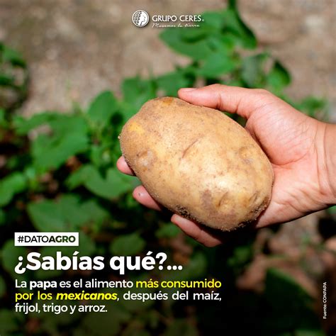 Grupo Ceres ¿sabías Que La Papa Es El Quinto Alimento
