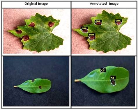 Sample Bounding Box Annotations Download Scientific Diagram