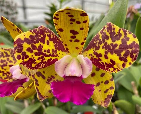 Bare Root Division Orchid Cattleya Rlc Rhyncholaeliocattleya Naomis