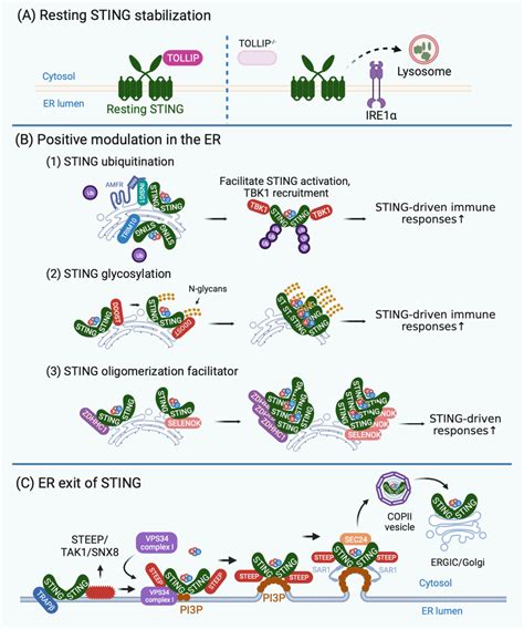 Cell子刊 Sting信号调节的关键枢纽 好大夫在线
