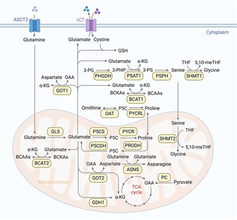 Glutamine Amino Acid Codon At Nina Pierson Blog
