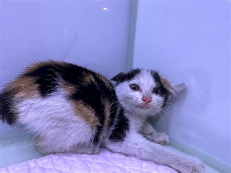 코리안숏헤어 순심이 소형강아지종류 브숏 말티슈 푸들성격 꼬똥드툴레아분양 브리더분양 작은강아지 털없는강아지 회색푸들 타이니푸들 키우기쉬운강아지 믹스견종류 풍산개분양 잭러셀