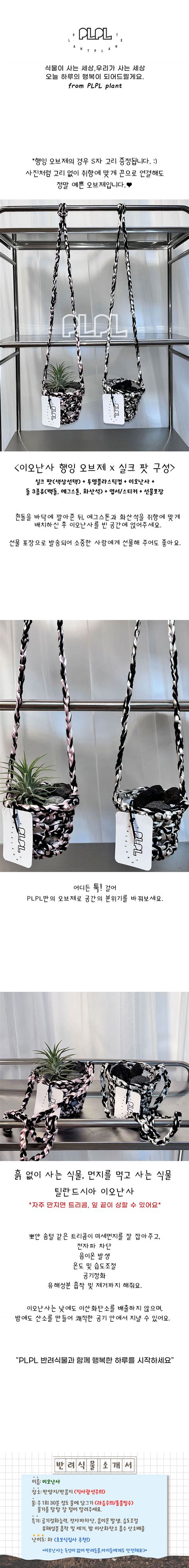식물 이오난사 행잉 오브제 블랙실크팟 틸란드시아 공기정화식물 행잉플랜트 오늘의집 쇼핑