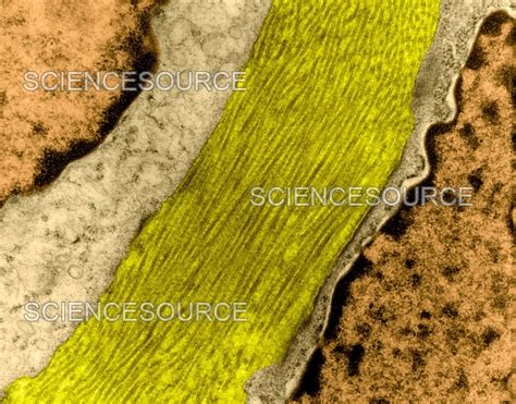 Collagen Fibers Tem Stock Image Science Source Images