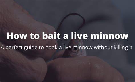 How To Bait Live Minnows