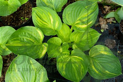 Hosta ‘william Lachman Sklep Hosta Bea