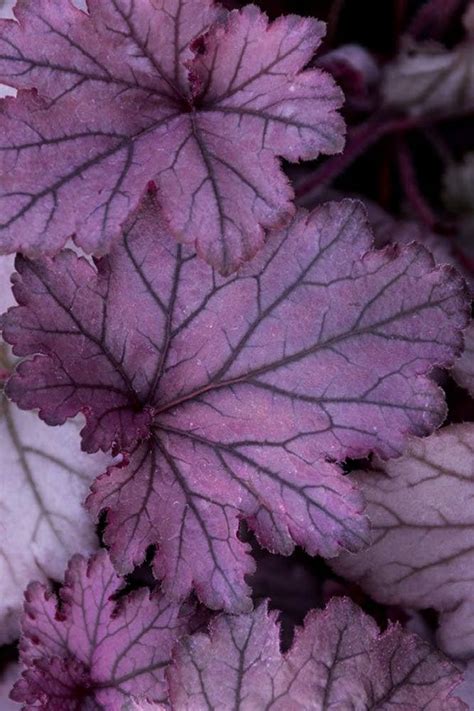 Гейхера культурна Forever Purple