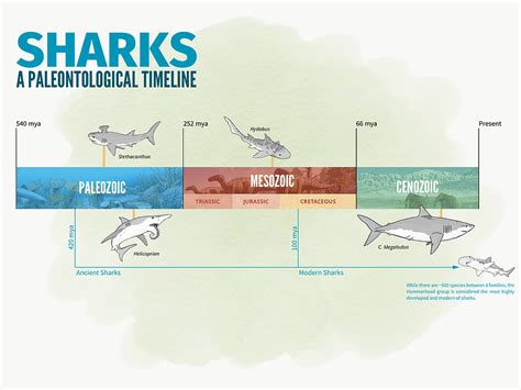 The Evolution Of Sharks