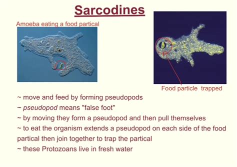 Protists Life Science