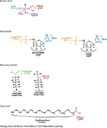Bios 1700 21 25 Chapter Questions Flashcards Quizlet