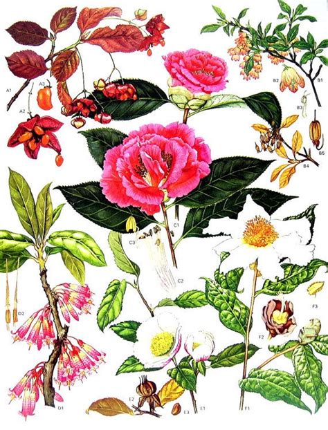 Este Artigo Não Está Disponível Etsy Botanical Illustration Vintage