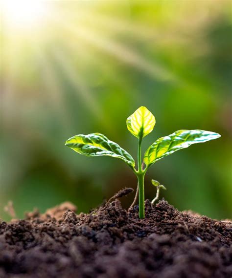 How Do Plants Absorb Nutrients The Processes Explained Flourishing Plants