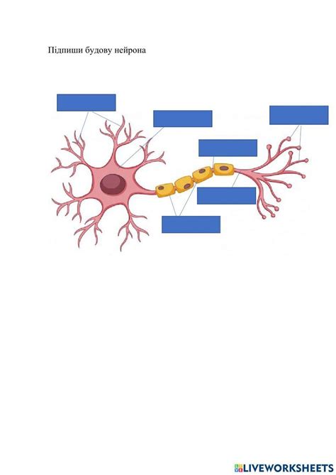 Будова нейрона 2728130 Раїса Козюра Live Worksheets