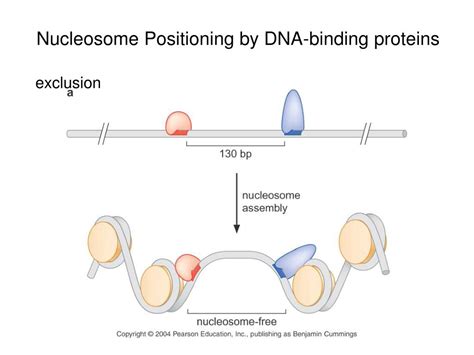Ppt Chromosomes Chromatin And The Nucleosome Powerpoint