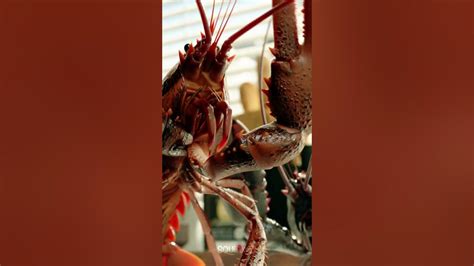 Do lobsters feel pain? - YouTube