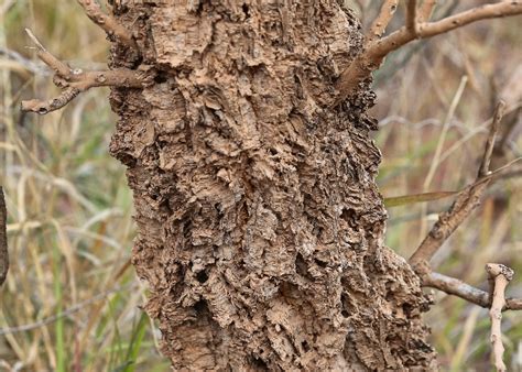 Australian Plants Proteaceae