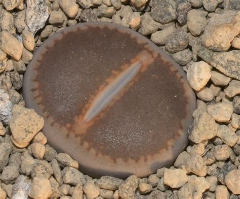 Lithops Aucampiae Cv Dark Red 20 30 Seeds Haworthialand