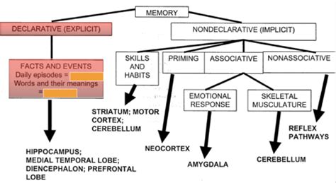 Memory Systems Flashcards Quizlet Memory Systems Flashcards Quizlet