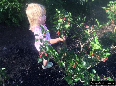 Dwarf Mulberry Tree Black Fruit Trees Morus Nigra