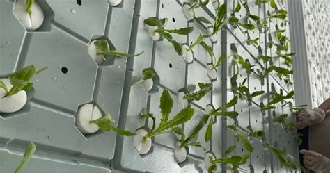 Hydroponic System For Strawberries Pvc Gutter Moving Gulley System