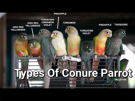 Conure Parrot Types