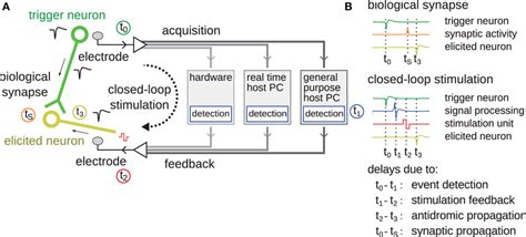 schematic overview of latencies in feedback stimulation systems a