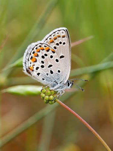 Balkan Zephyr Blue Plebejus Sephirus Galičica Np Macedo… Flickr