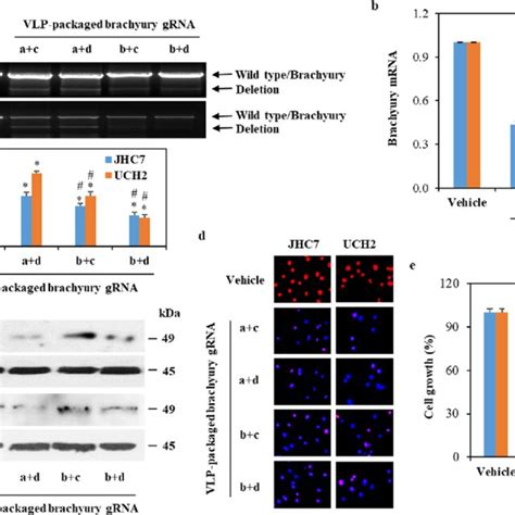 The Efficiency Of Vlp Packaged Brachyury Grna In Targeting The Download Scientific Diagram