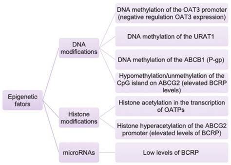 Epigenetics Examples