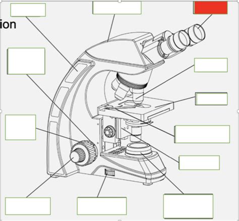 Lab 1 Microscope And Calculations Flashcards Quizlet