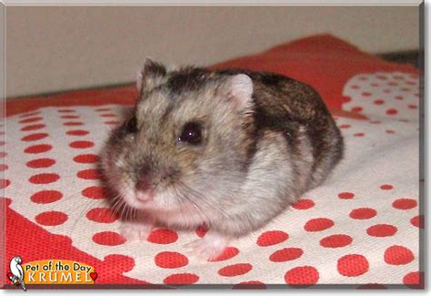 Krümel Hungarian Dwarf Hamster March 29 2021