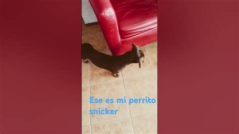 Snicker Snicker Snicker Youtube