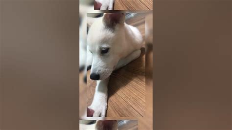 누나가 귀찮게 해서 쉬고싶은 김감자 강아지일상 Youtube