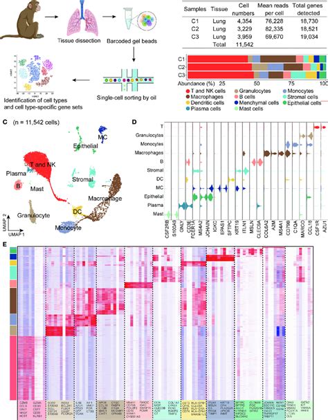 Single Cell RNA Seq Identifies Eleven Major Cell Clusters In The Lungs Download Scientific