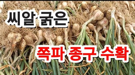 쪽파 종구 수확시기와 보관하기 Youtube