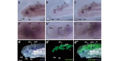 Expression Patterns Of The Lamprey Hmx Genes A A′ Expression Of Hmxb Download Scientific
