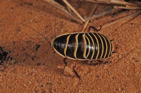 Hexapoda Hexápode Classe Insecta Ordem Blattodea Hexapoda Hexapod Class Insecta