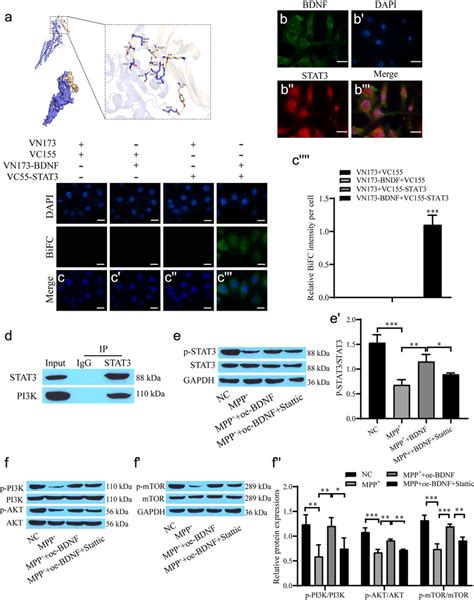 Bdnf Promotes Stat3 And Pi3k Phosphorylation A Predicting The Binding Download Scientific