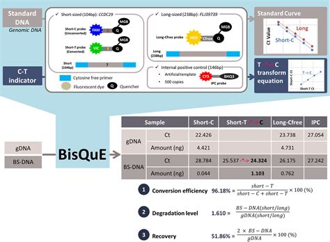 Frontiers Bisulfite Converted Dna Quantity Evaluation A Multiplex Quantitative Real Time Pcr