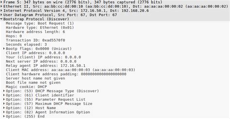 Dhcp Network Curiosity