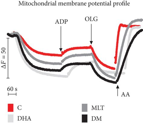 Morphometric Analysis Of Mitochondria A Mitochondria Labeling With
