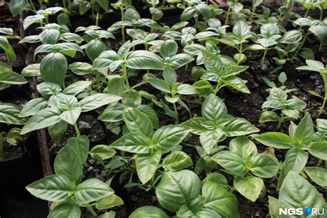 Календарь посадок на 2024 посадка семян по лунному календарю что сажать в марте апреле мае