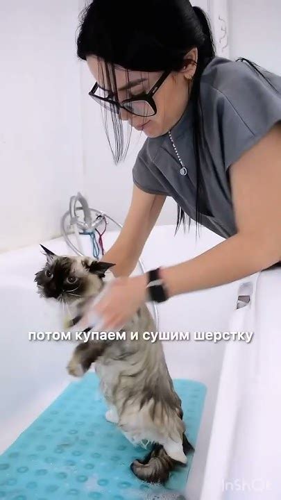 Экспресс линька кошки😻😻😻#cat #cats #кошки #кот #котики #грумер # ...