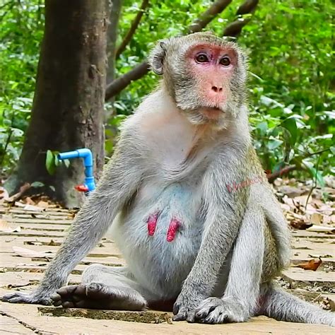 Omg Brat Jazzy Monkey Cry Silent Scared Due Jane Monkey Staring Her